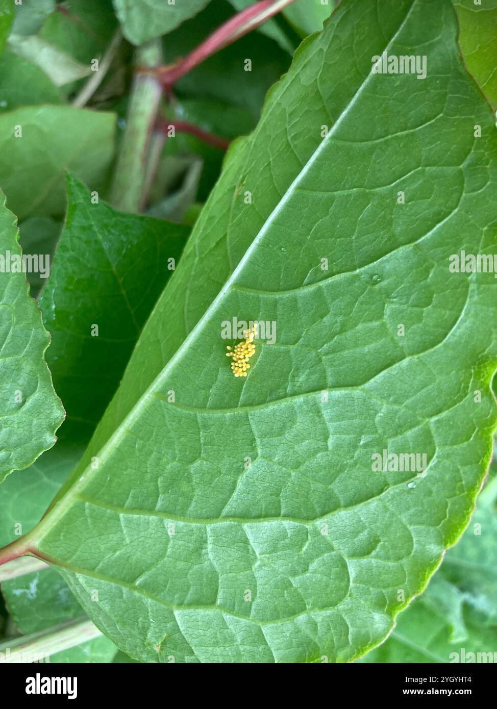Lady Beetles (Coccinellidae Stock Photo - Alamy