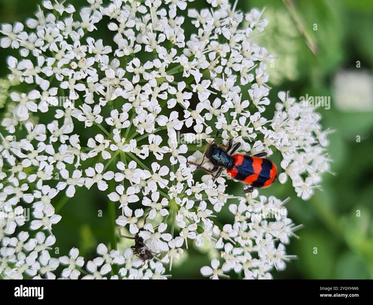 Bee-eating Beetle (Trichodes apiarius Stock Photo - Alamy