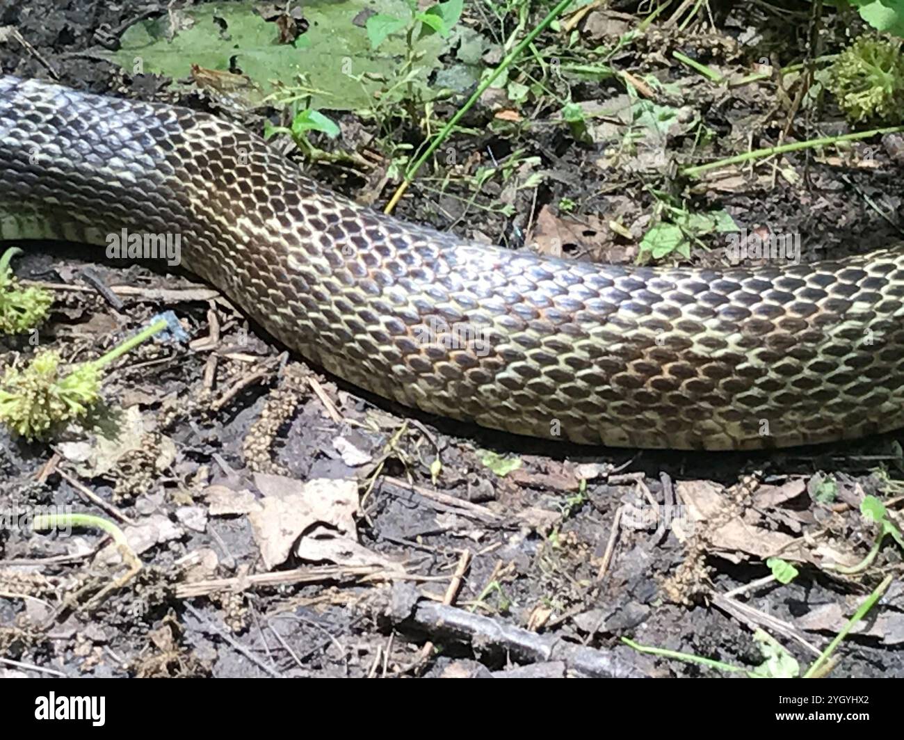 Gray Ratsnake (Pantherophis spiloides Stock Photo - Alamy