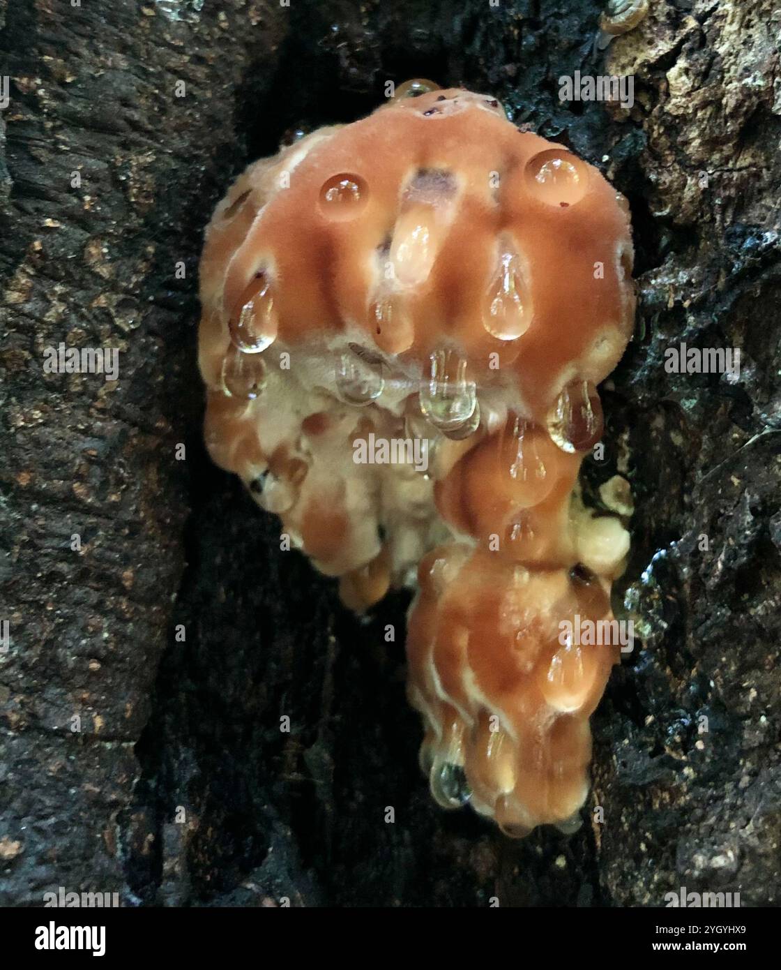 green cheese polypore (Fomitopsis spraguei Stock Photo - Alamy