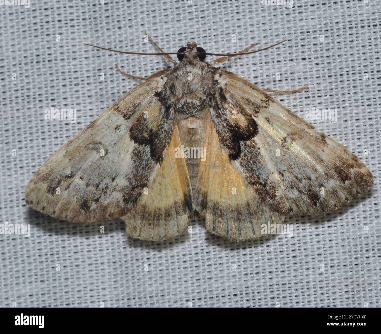 False Underwing (Allotria elonympha Stock Photo - Alamy