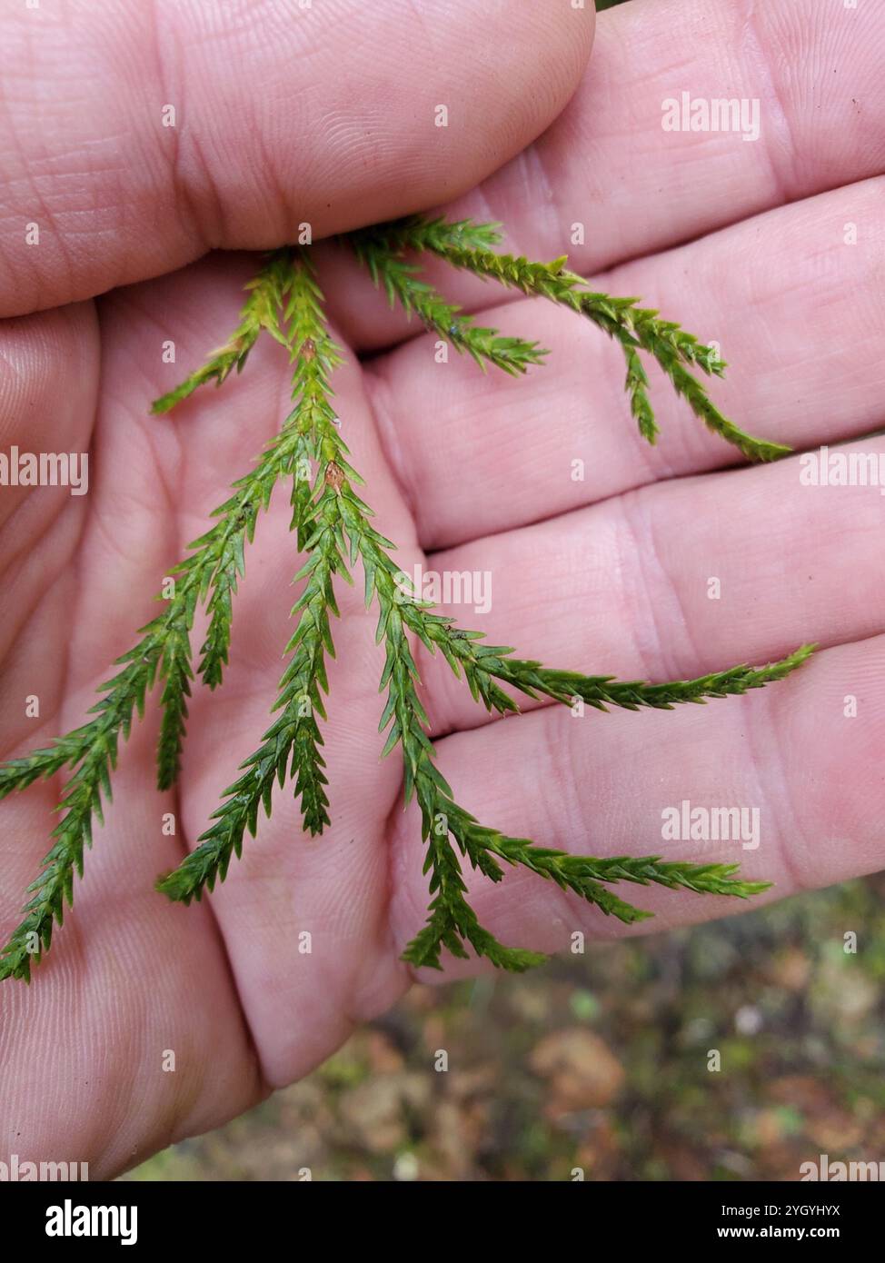 vascular plants (Tracheophyta Stock Photo - Alamy