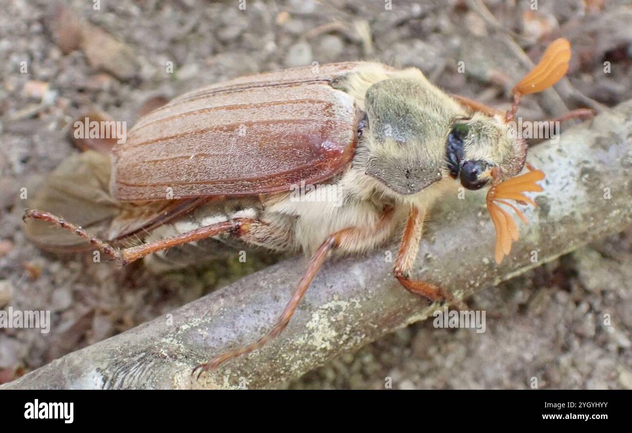 Common Cockchafer (Melolontha melolontha Stock Photo - Alamy