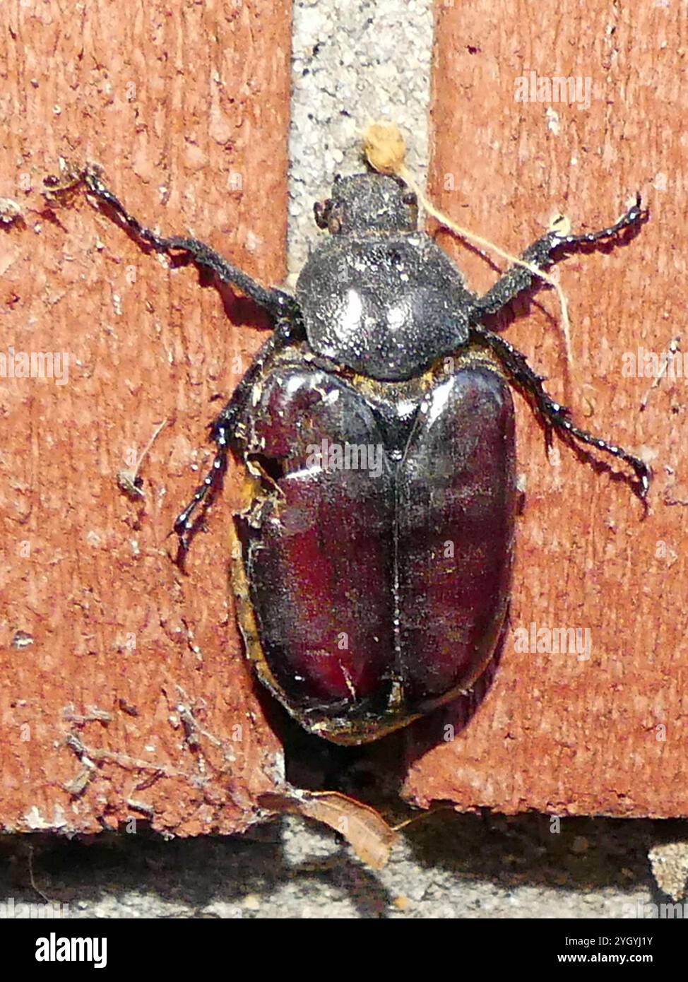 Hermit Flower Beetle (Osmoderma eremicola Stock Photo - Alamy