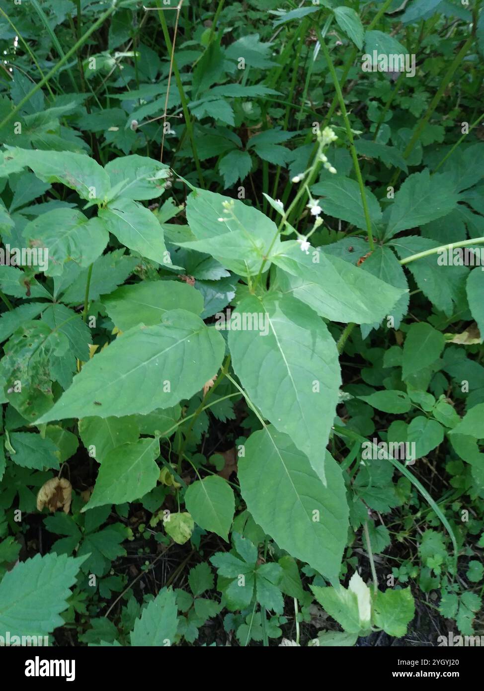 broadleaf enchanter's nightshade (Circaea canadensis Stock Photo - Alamy