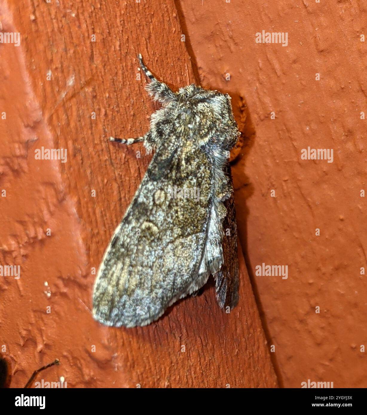Brother Moth (Raphia frater Stock Photo - Alamy