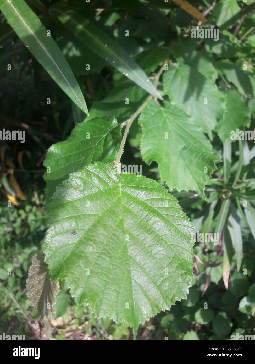 common hazel (Corylus avellana Stock Photo - Alamy