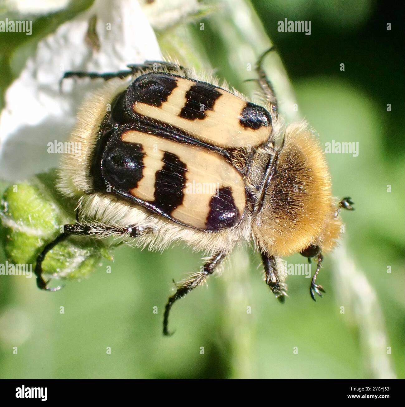 French Flower Chafer (Trichius gallicus Stock Photo - Alamy