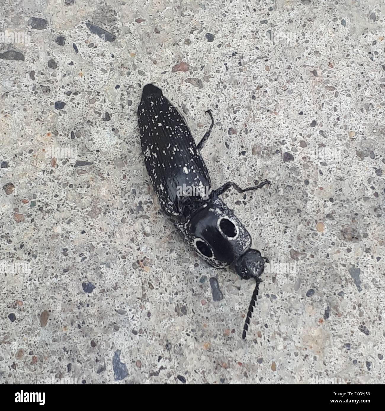 Eastern Eyed Click Beetle (Alaus oculatus Stock Photo - Alamy
