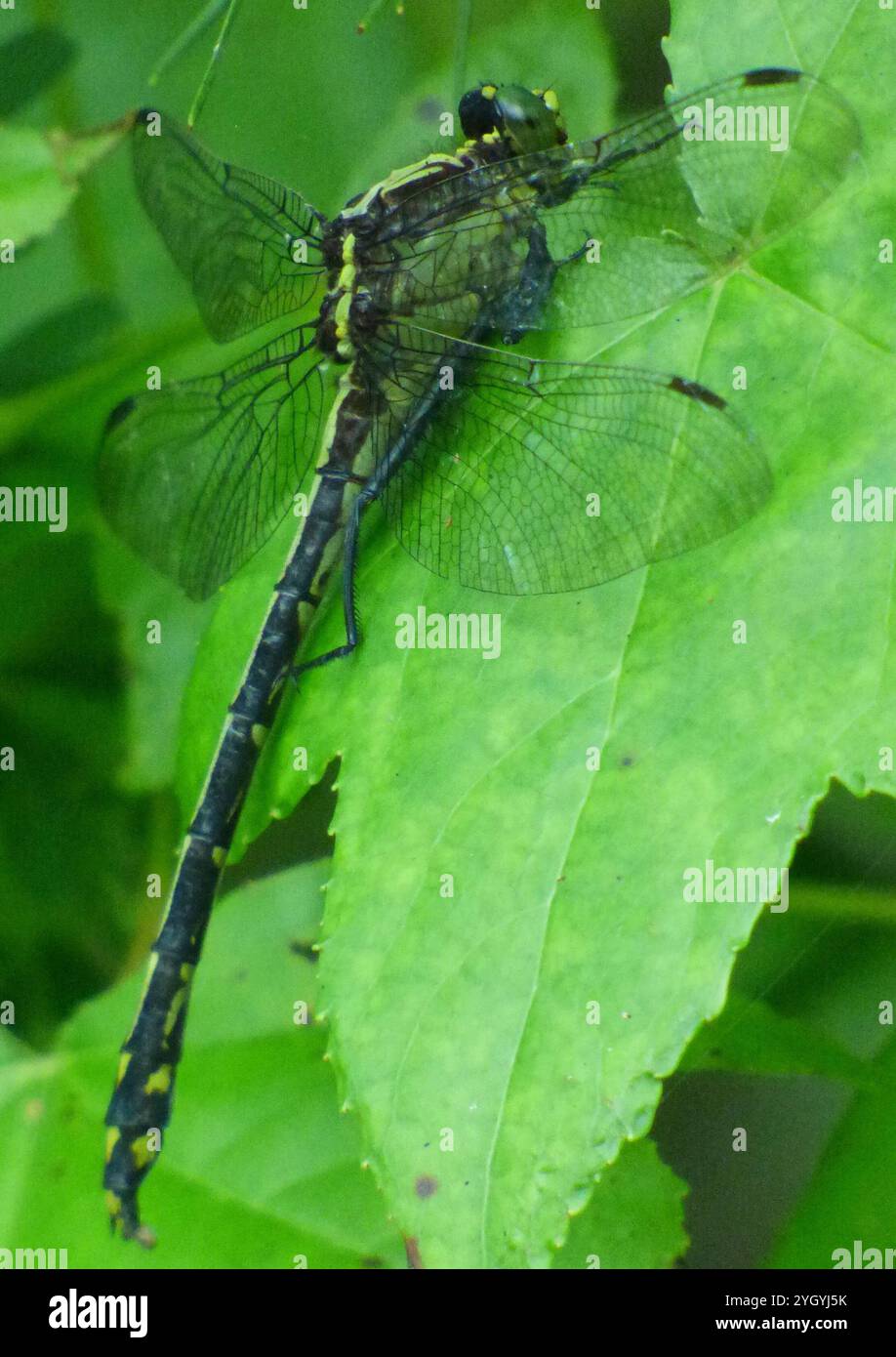 Black-shouldered Spinyleg (Dromogomphus spinosus Stock Photo - Alamy