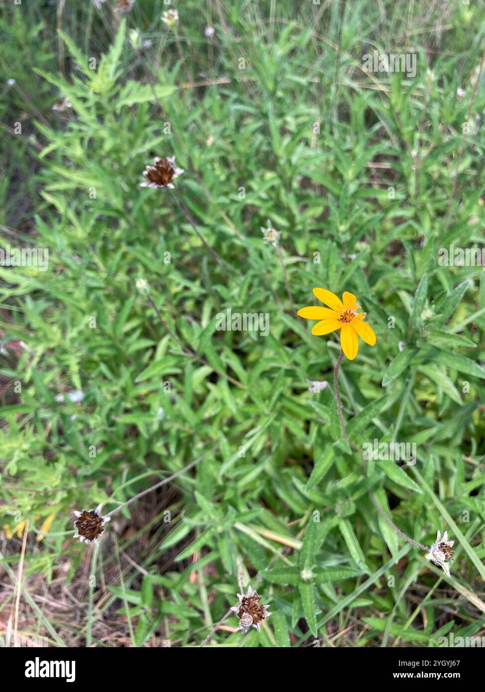 Texas creeping-oxeye (Wedelia hispida Stock Photo - Alamy