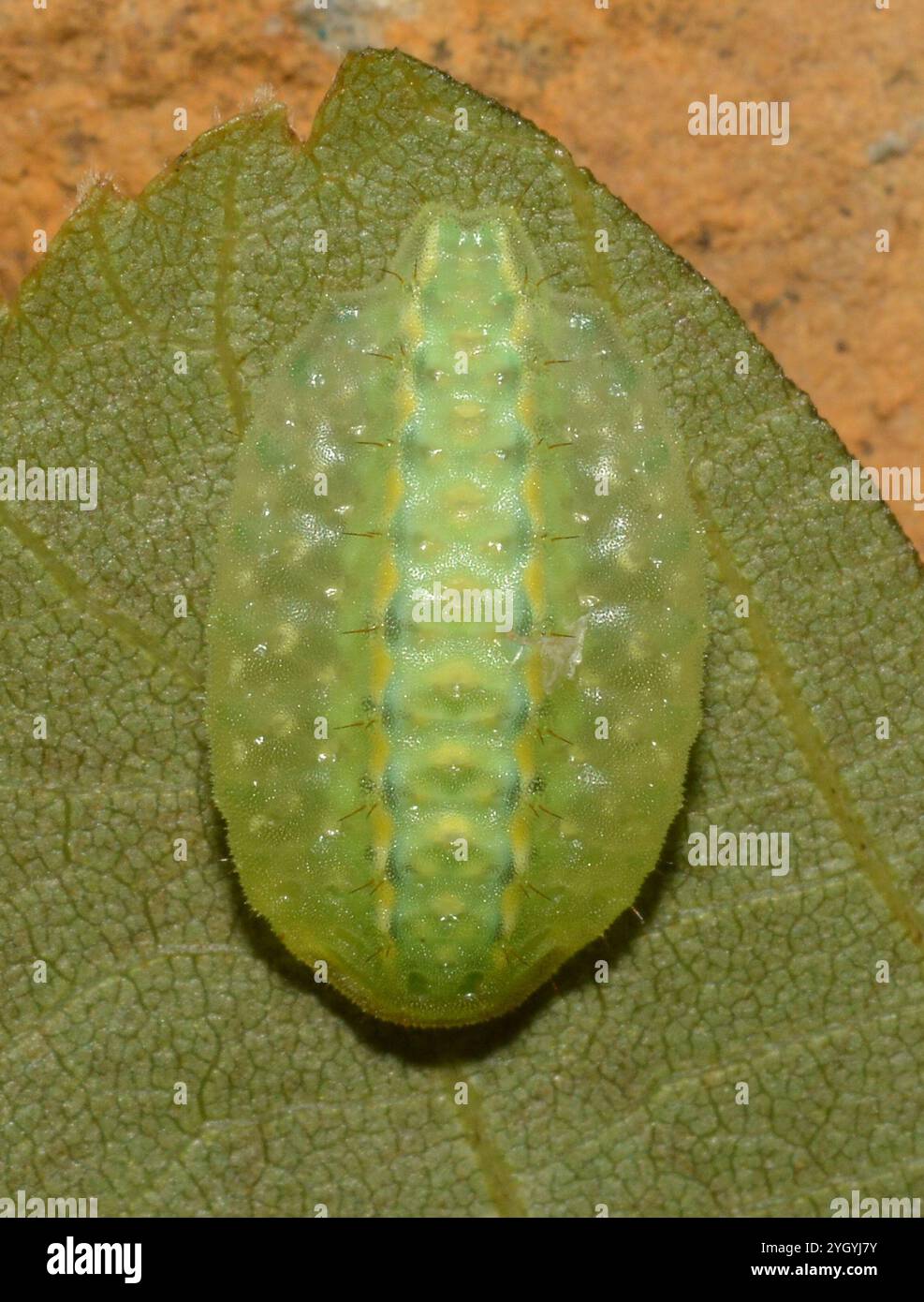 Yellow-shouldered Slug Moth (Lithacodes fasciola Stock Photo - Alamy