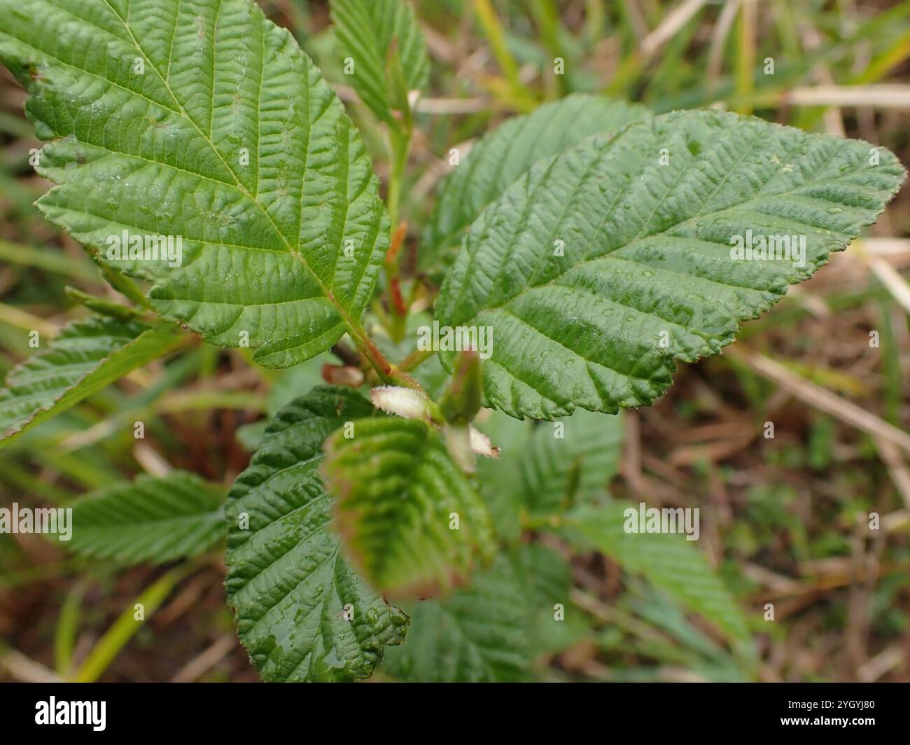 Red Alder (Alnus rubra Stock Photo - Alamy