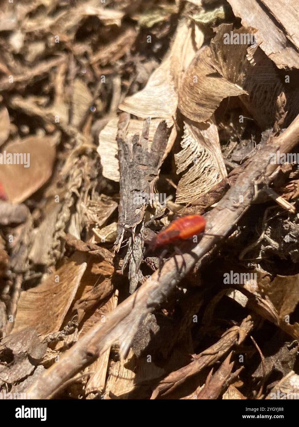 Eastern Boxelder Bug (Boisea trivittata Stock Photo - Alamy