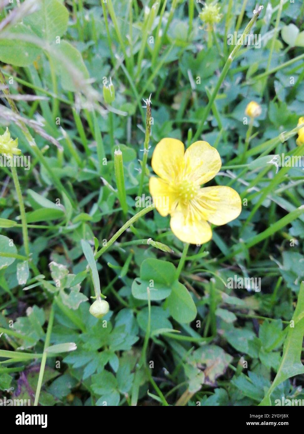Creeping buttercup (Ranunculus repens Stock Photo - Alamy