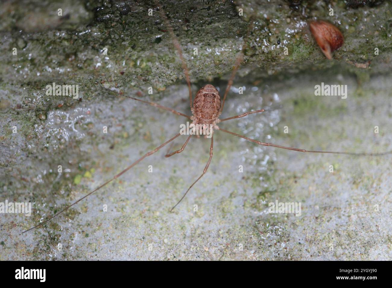 Spring Harvestman (Rilaena triangularis Stock Photo - Alamy