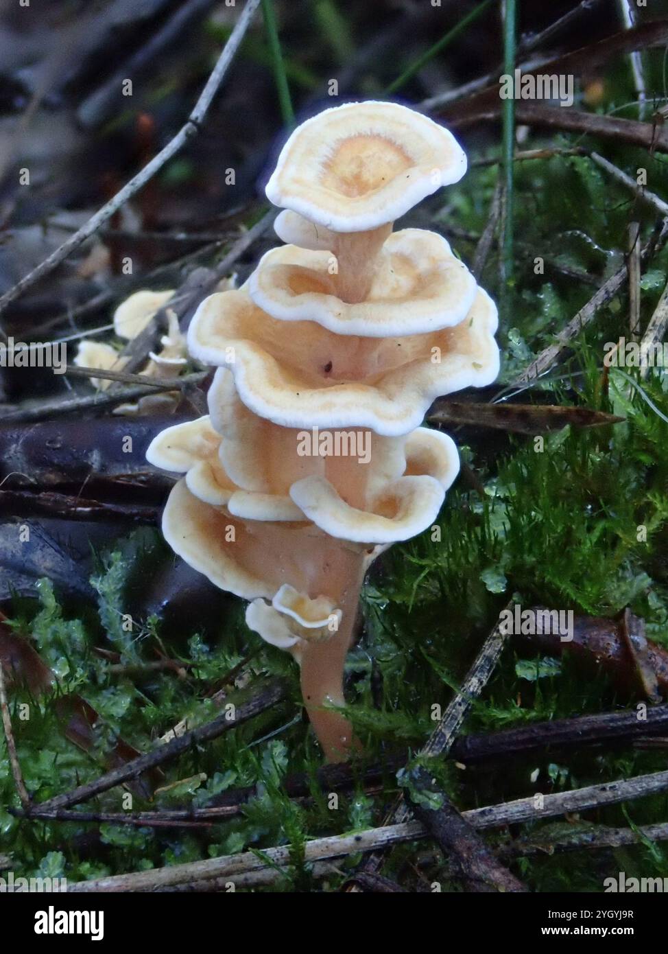 Pagoda Fungus (Podoserpula pusio Stock Photo - Alamy