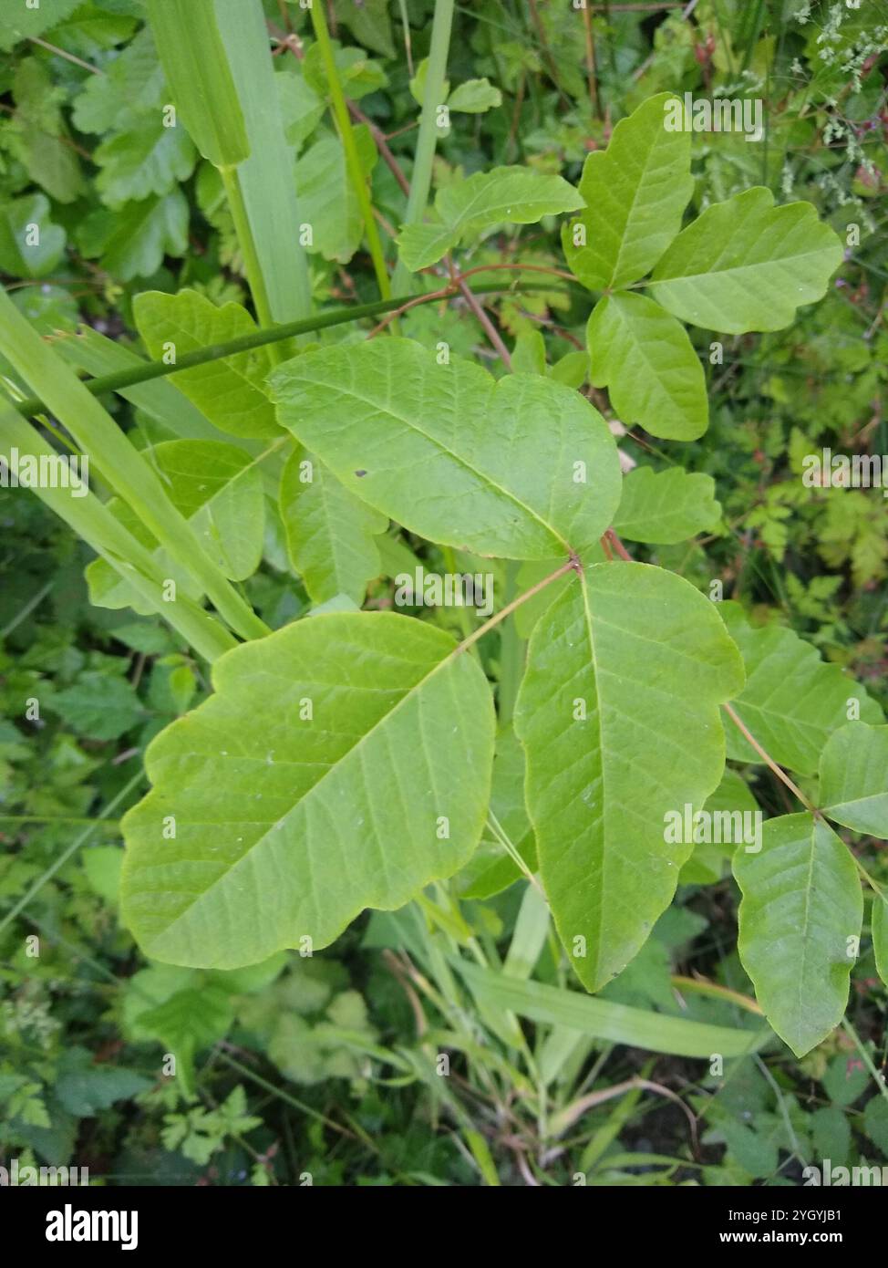 Pacific poison oak (Toxicodendron diversilobum Stock Photo - Alamy