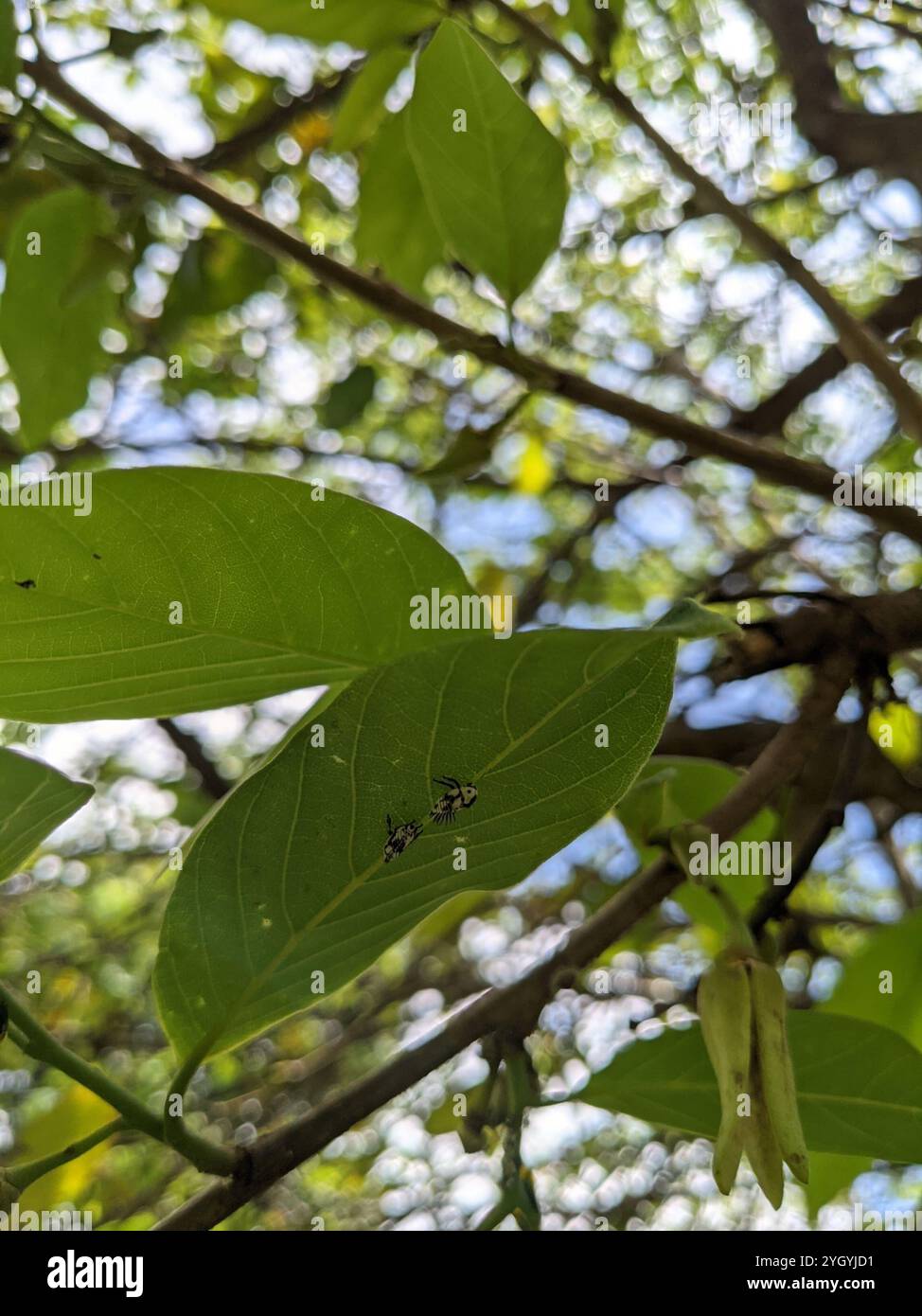 Mexican Treehopper (Membracis mexicana Stock Photo - Alamy