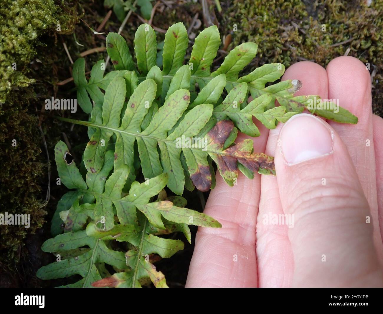 licorice fern (Polypodium glycyrrhiza Stock Photo - Alamy