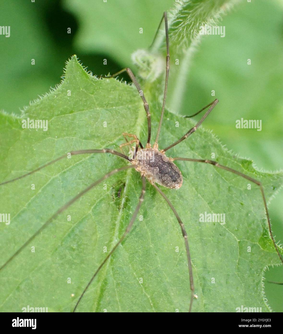 European Harvestman (Phalangium opilio Stock Photo - Alamy