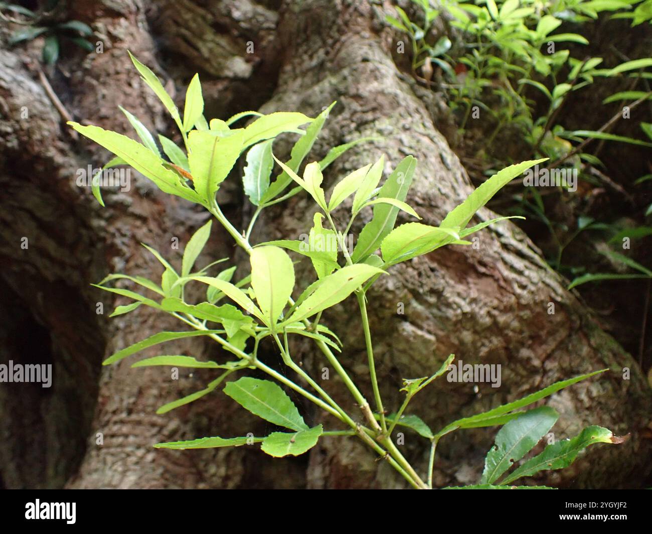 Witels (Platylophus trifoliatus Stock Photo - Alamy