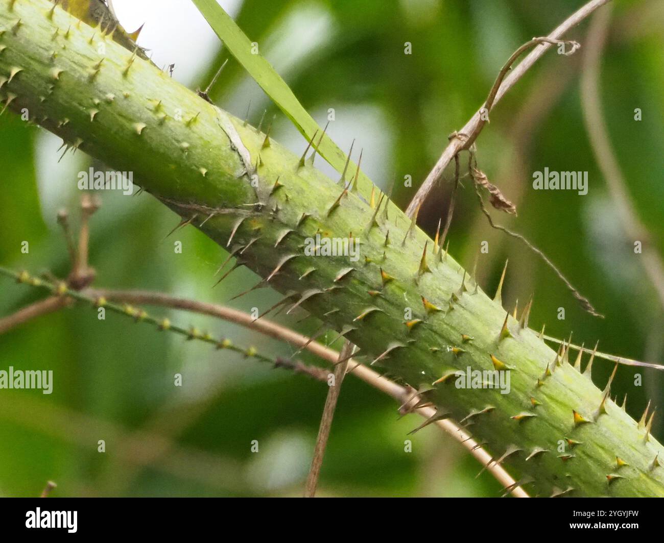 Yellow Rotang Palm (Calamus formosanus Stock Photo - Alamy