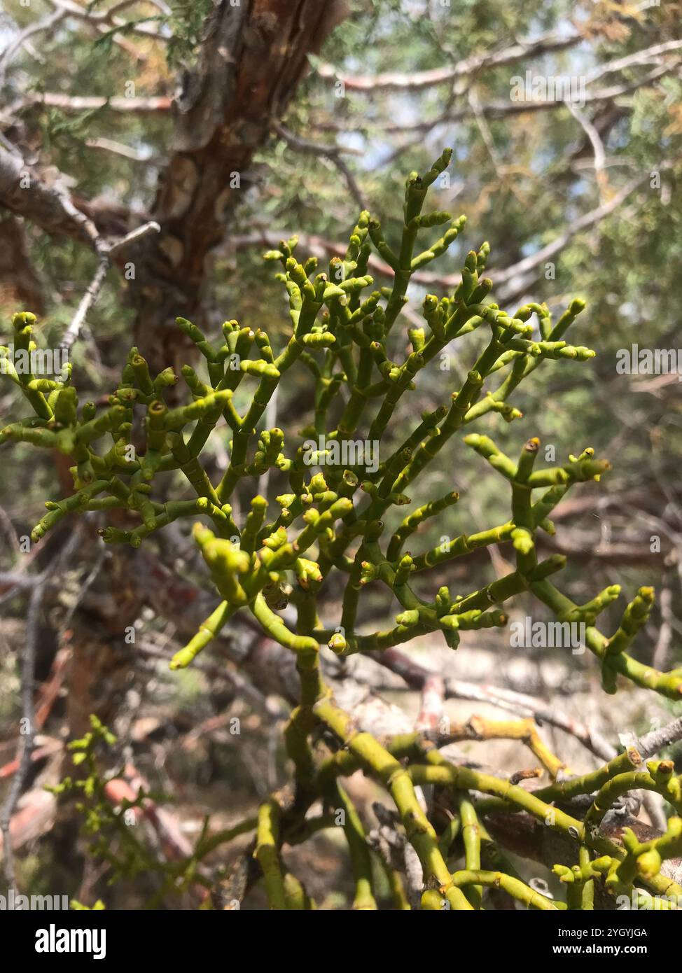 Juniper Mistletoe (Phoradendron juniperinum Stock Photo - Alamy