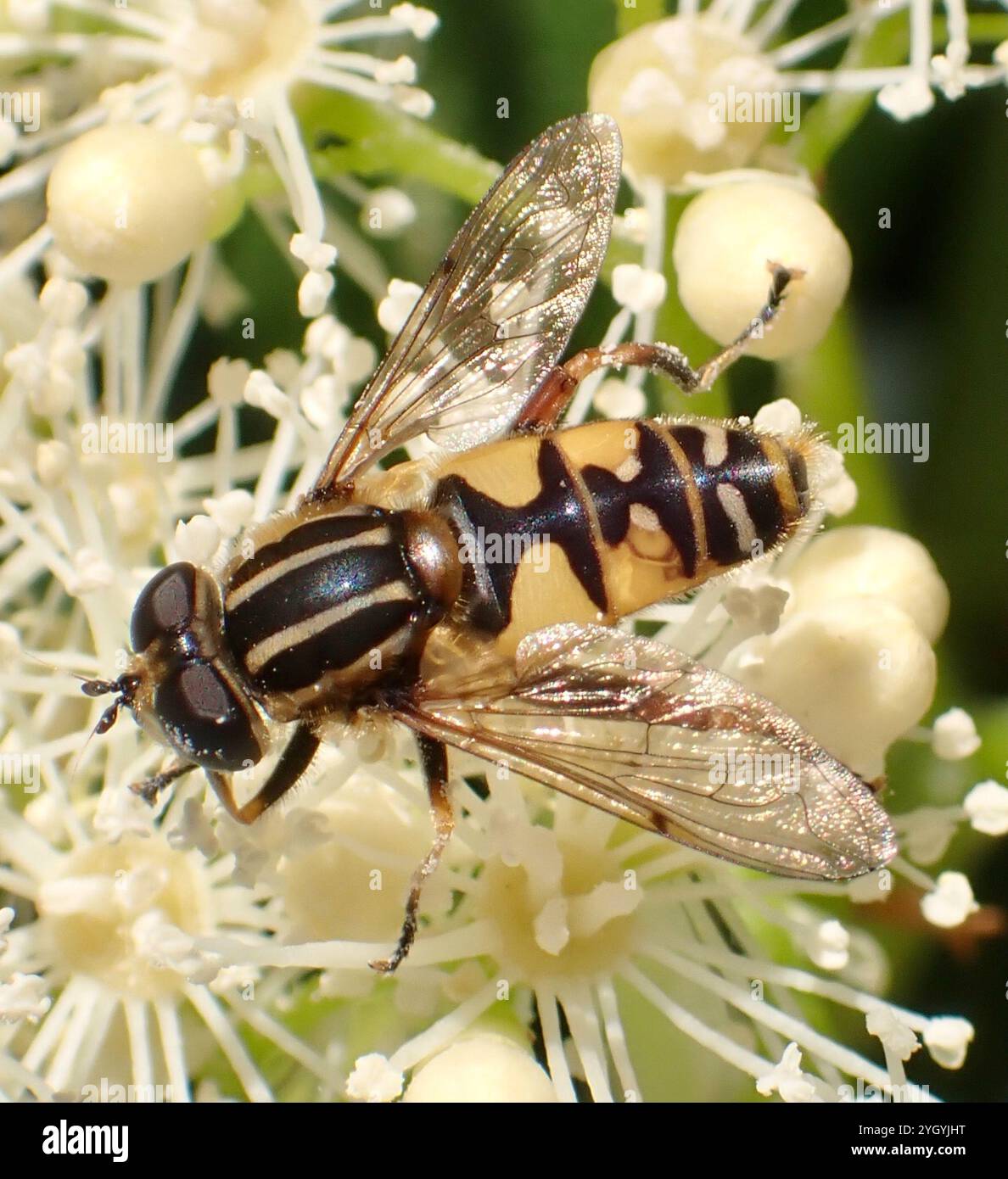 Sun Fly (Helophilus pendulus Stock Photo - Alamy