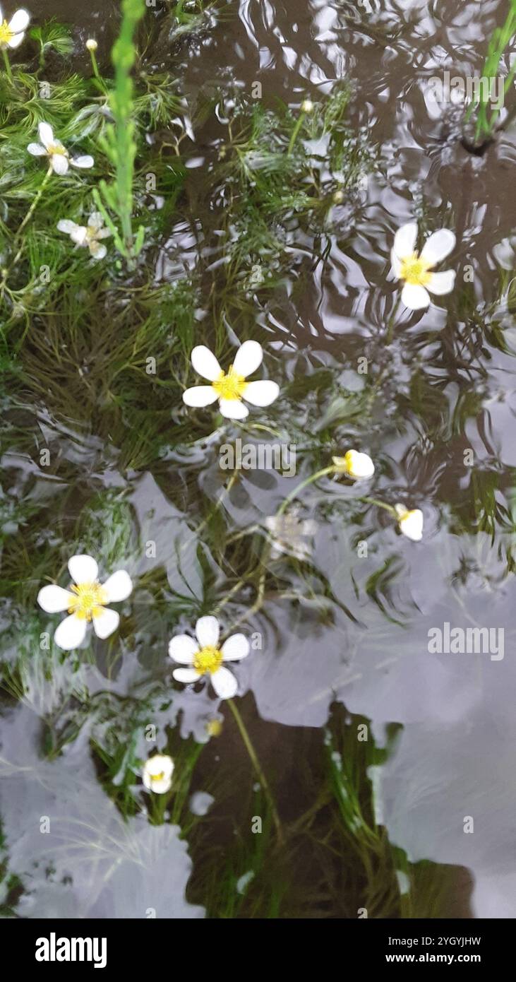 common water-crowfoot (Ranunculus aquatilis Stock Photo - Alamy