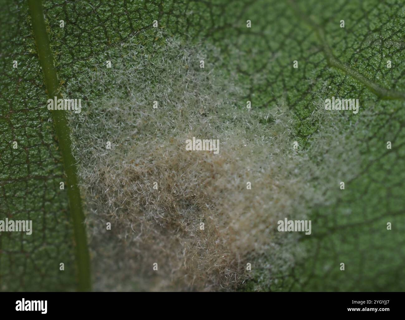 Trinema hi-res stock photography and images - Alamy