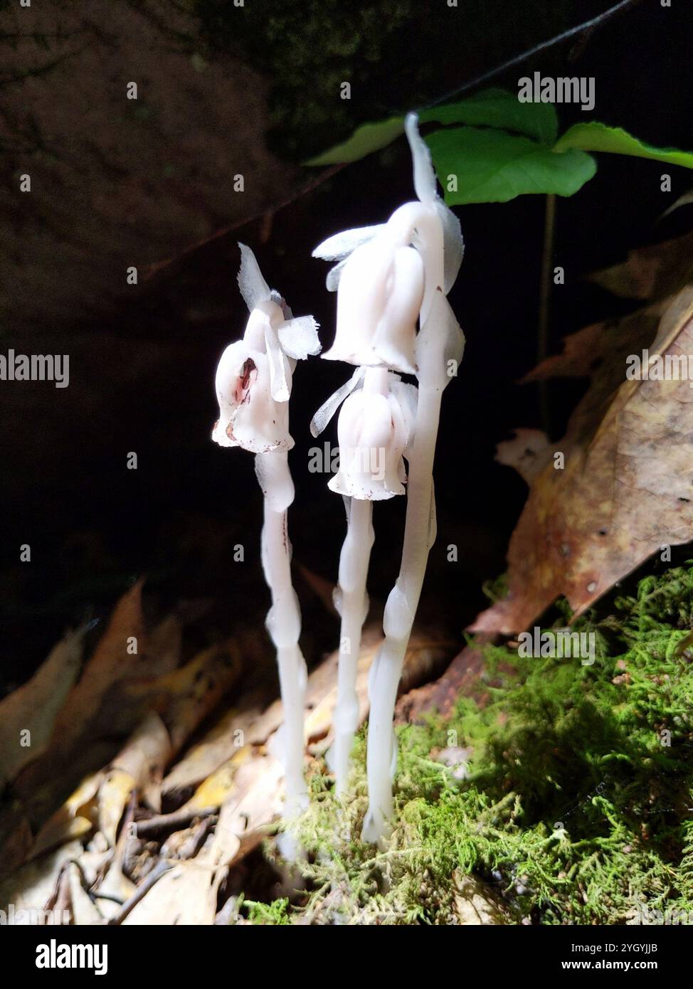 Ghost Pipe (Monotropa uniflora Stock Photo - Alamy