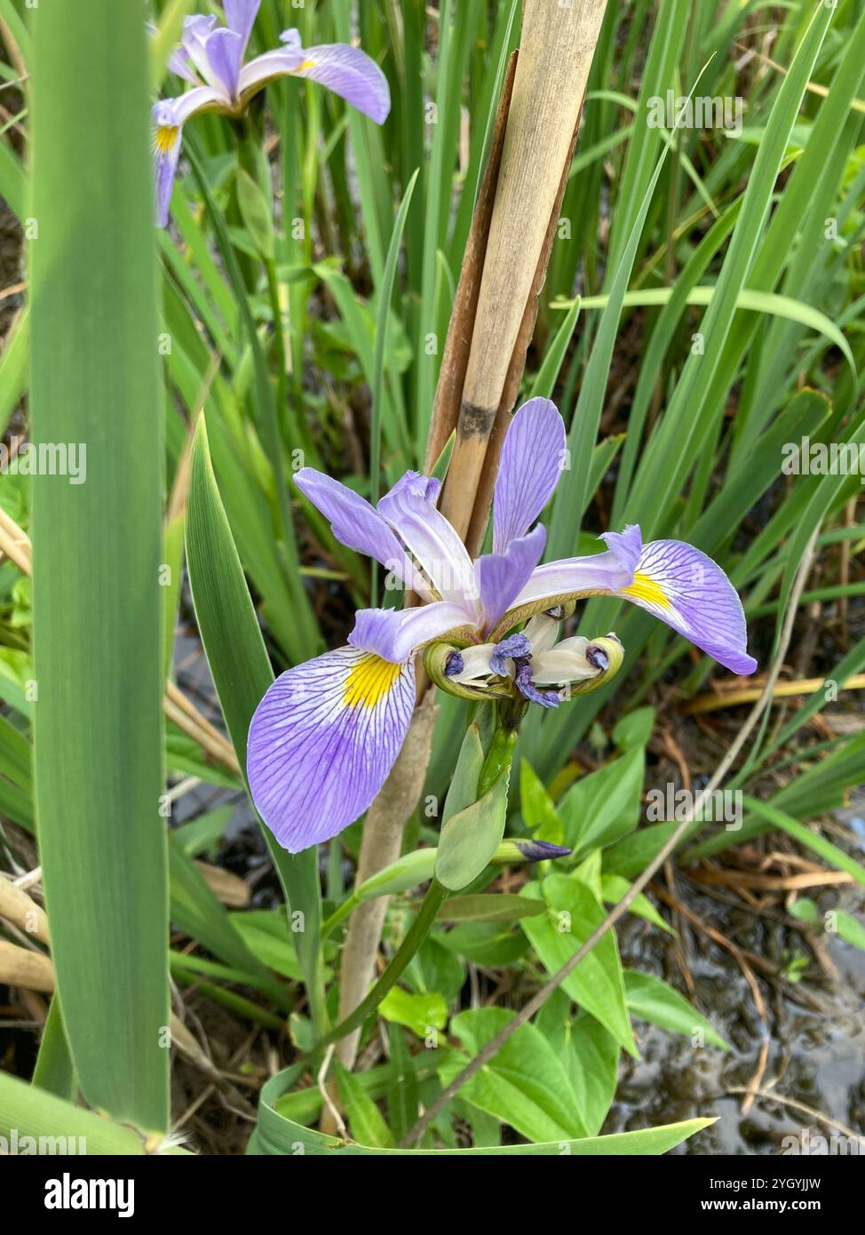 southern blue flag (Iris virginica Stock Photo - Alamy