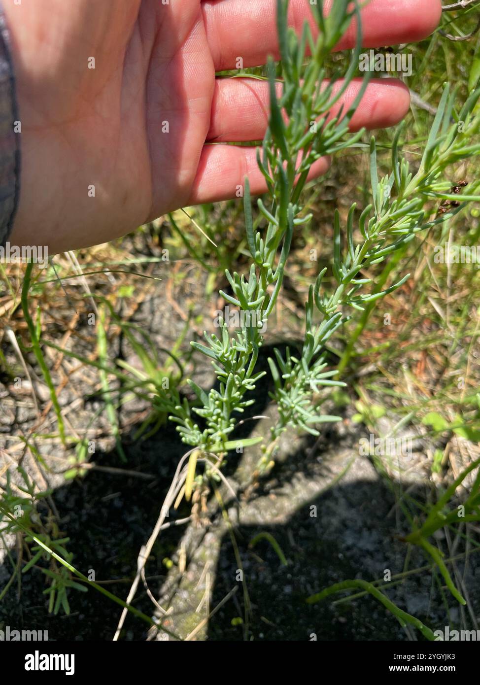 Herbaceous Seepweed (Suaeda maritima Stock Photo - Alamy