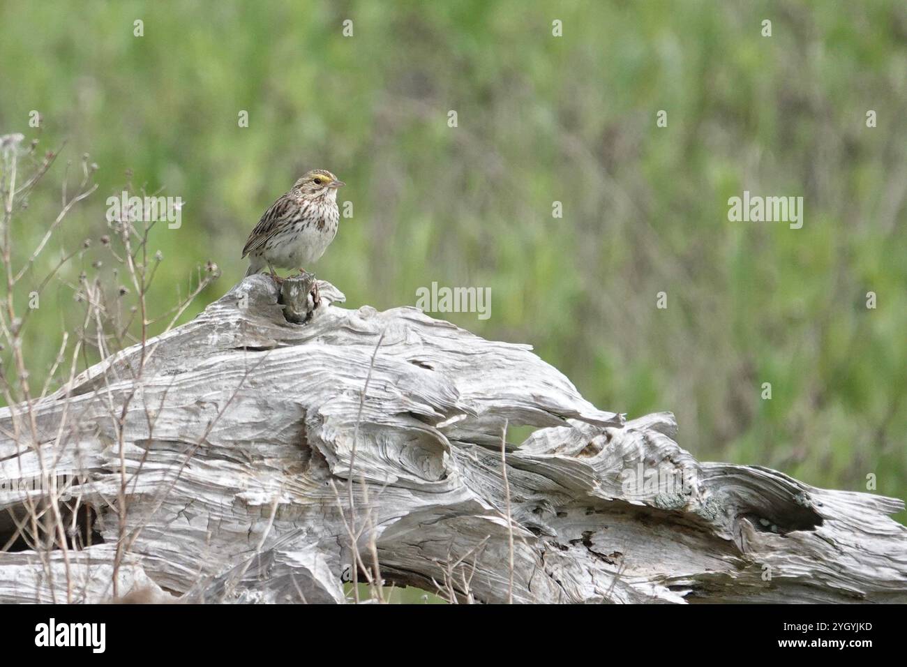 Savannah Sparrow (Passerculus sandwichensis Stock Photo - Alamy