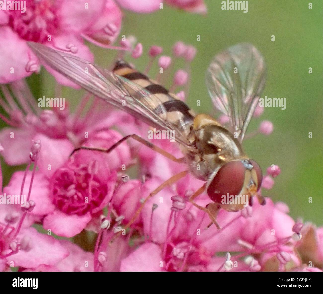 Spotted thintail hi-res stock photography and images - Alamy