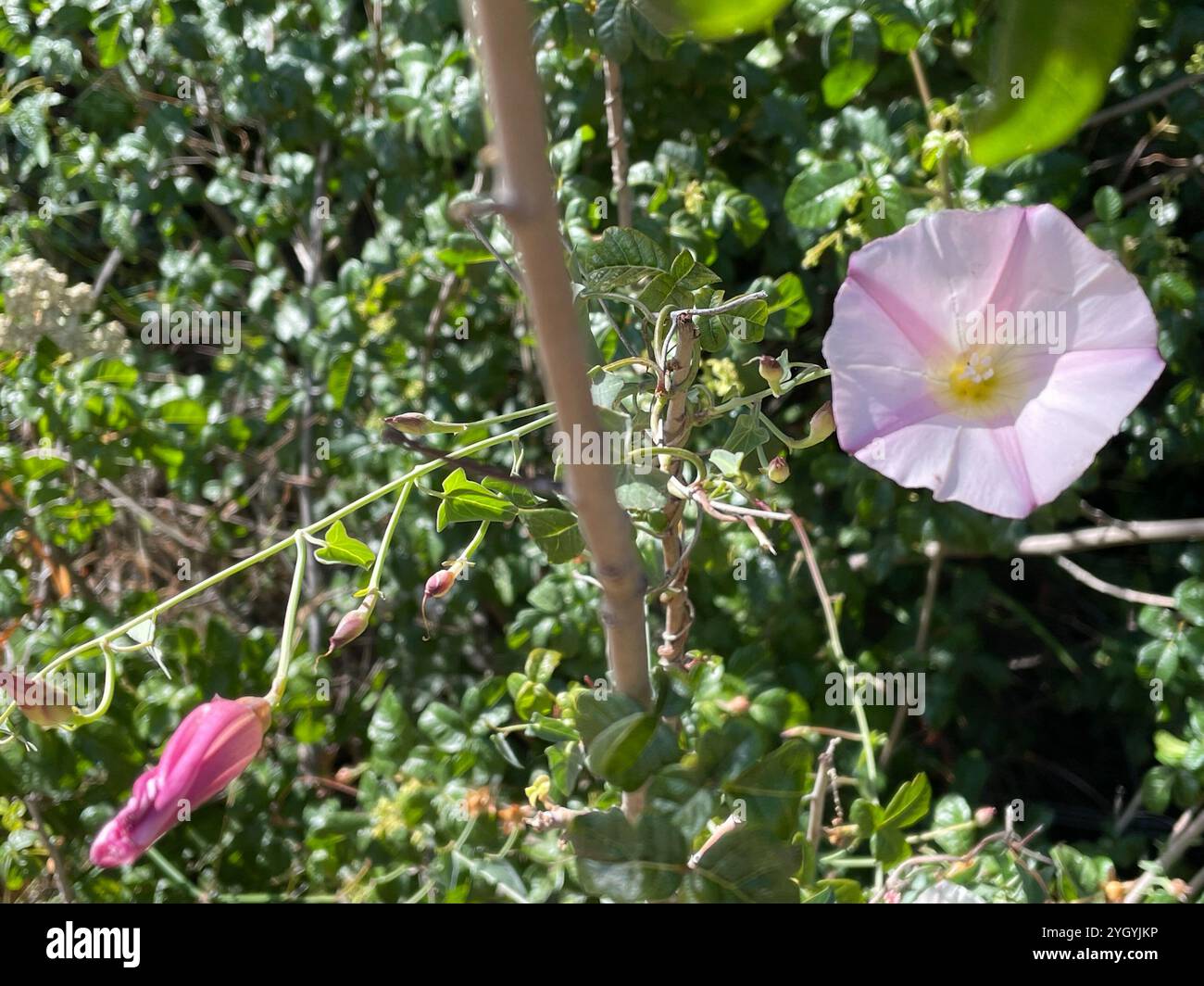 Pacific False Bindweed (Calystegia purpurata Stock Photo - Alamy