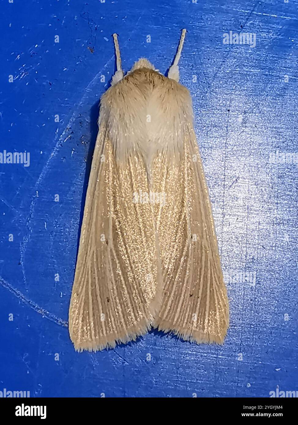 Common Wainscot (Mythimna pallens Stock Photo - Alamy