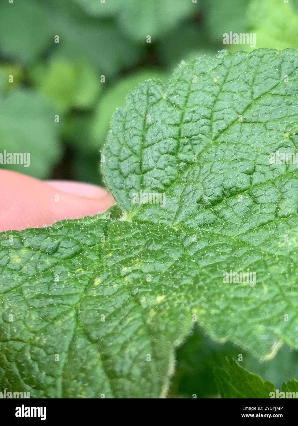 sticky currant (Ribes viscosissimum Stock Photo - Alamy