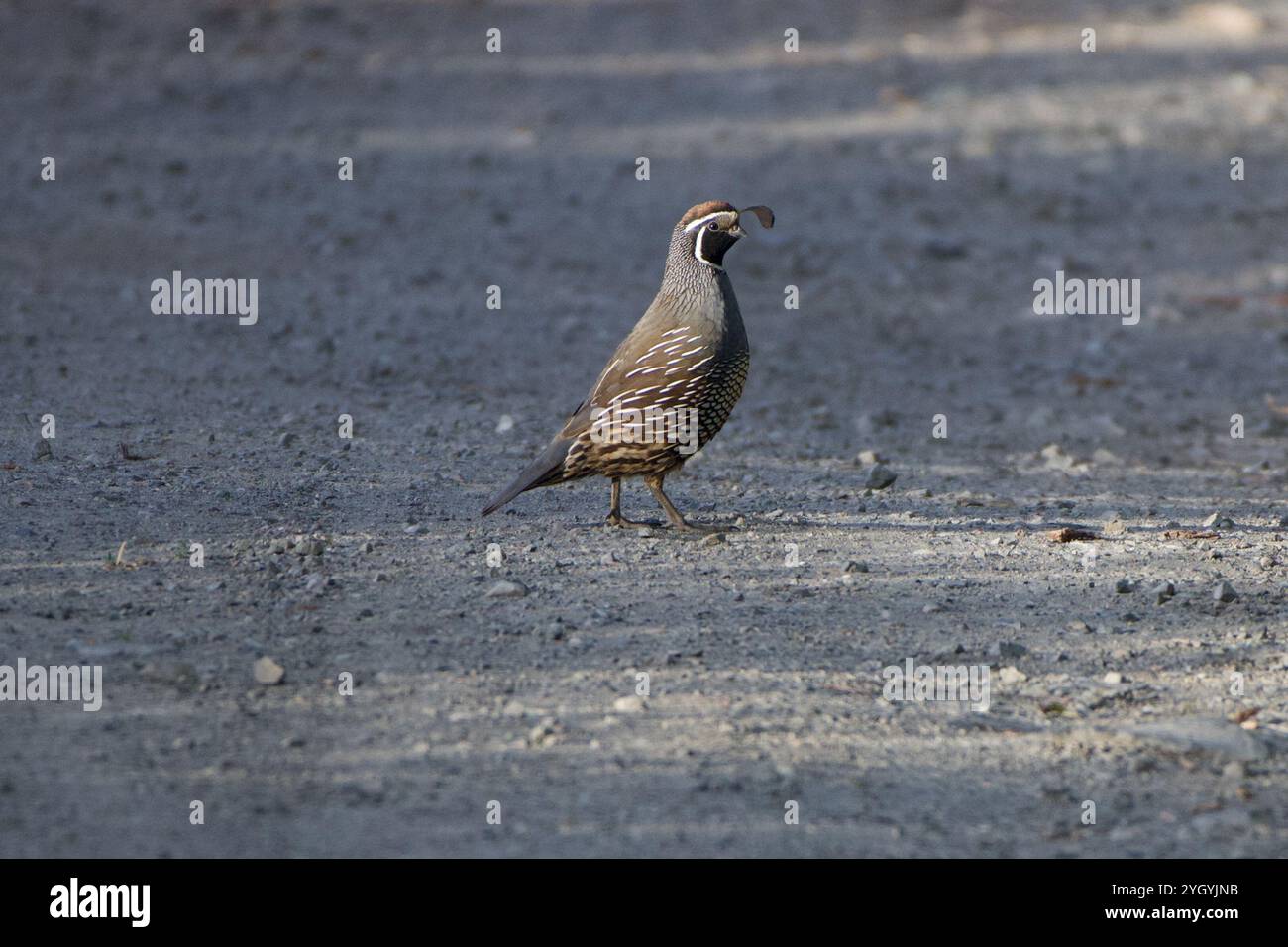 California Quail (Callipepla californica Stock Photo - Alamy