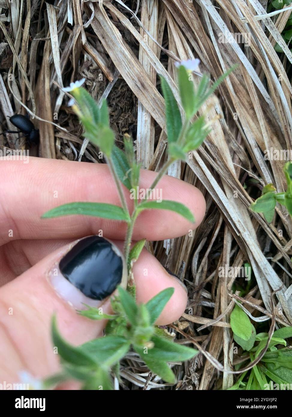 slender phlox (Microsteris gracilis Stock Photo - Alamy