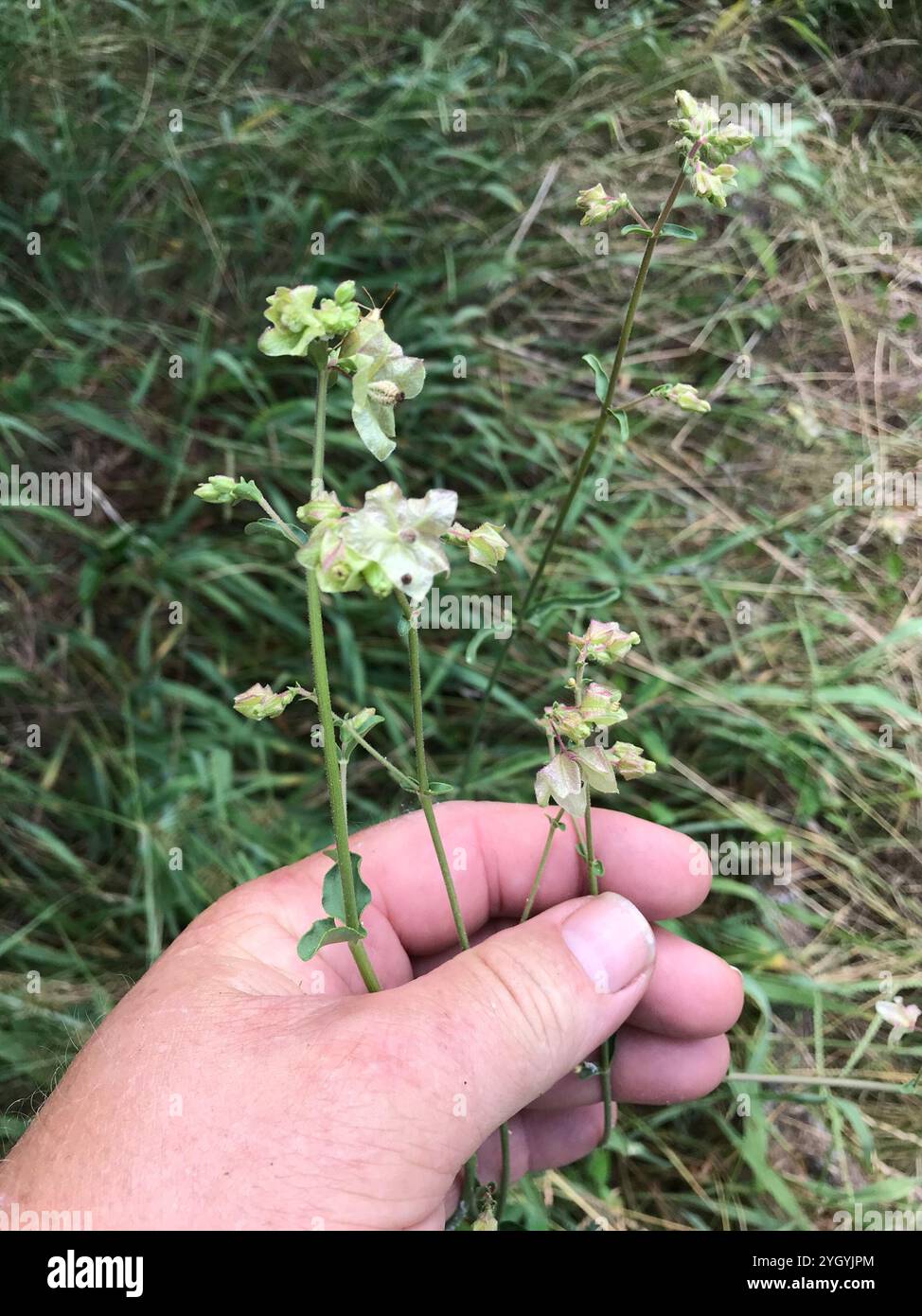 White Four o'Clock (Mirabilis albida Stock Photo - Alamy