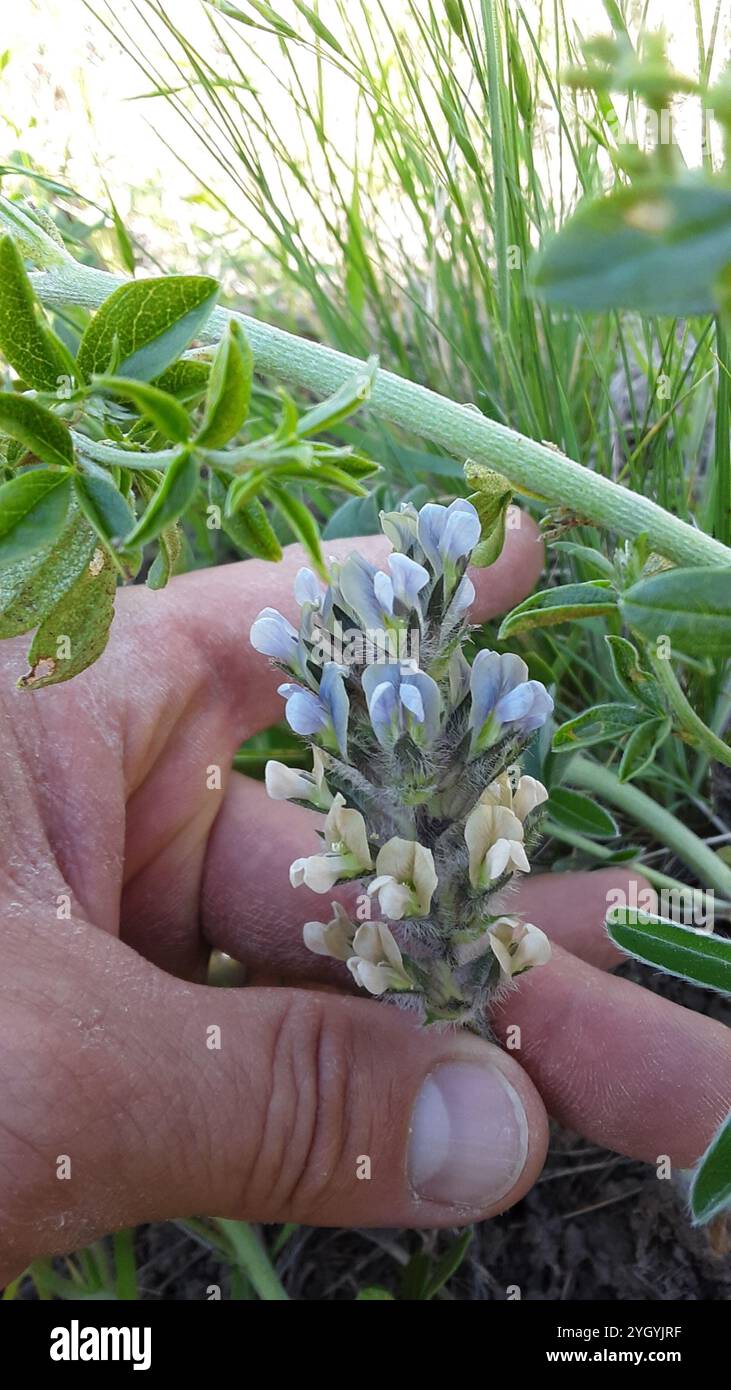 breadroot scurf pea (Pediomelum esculentum Stock Photo - Alamy