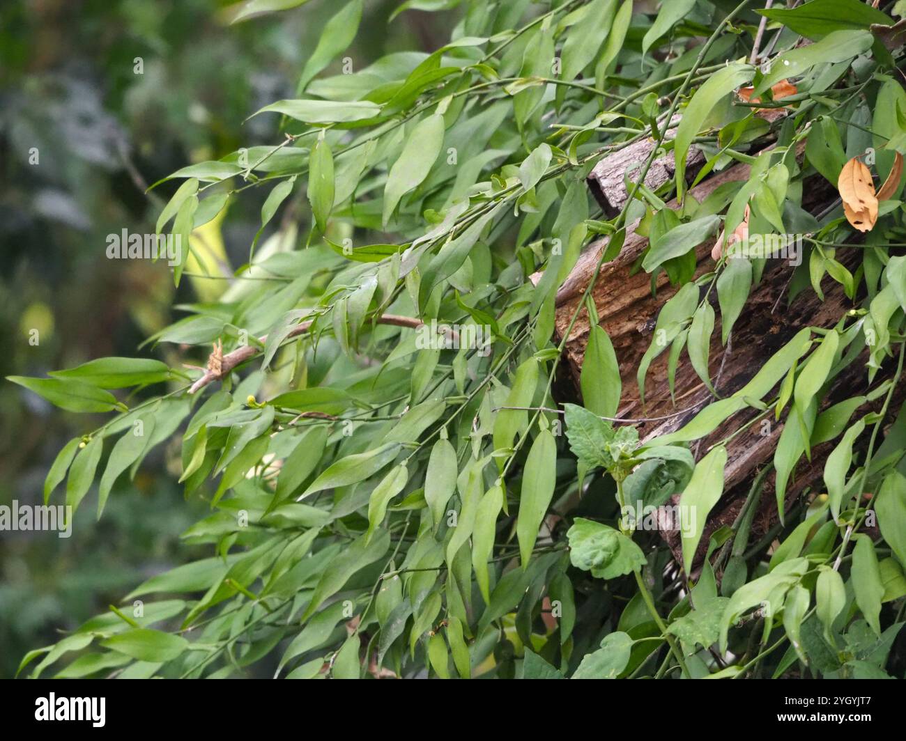 Chinese Pothos (Pothos chinensis Stock Photo - Alamy