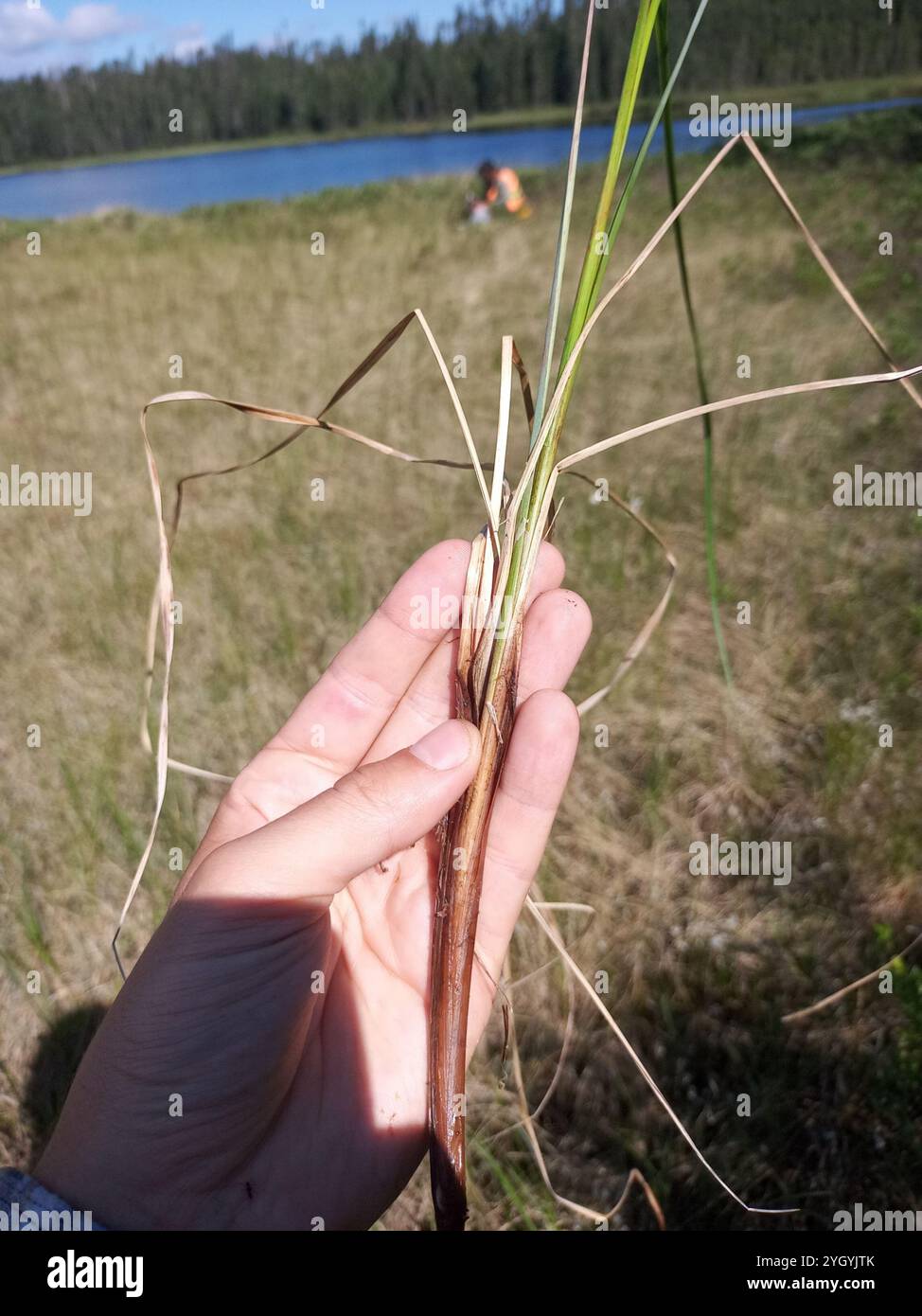 water sedge (Carex aquatilis Stock Photo - Alamy