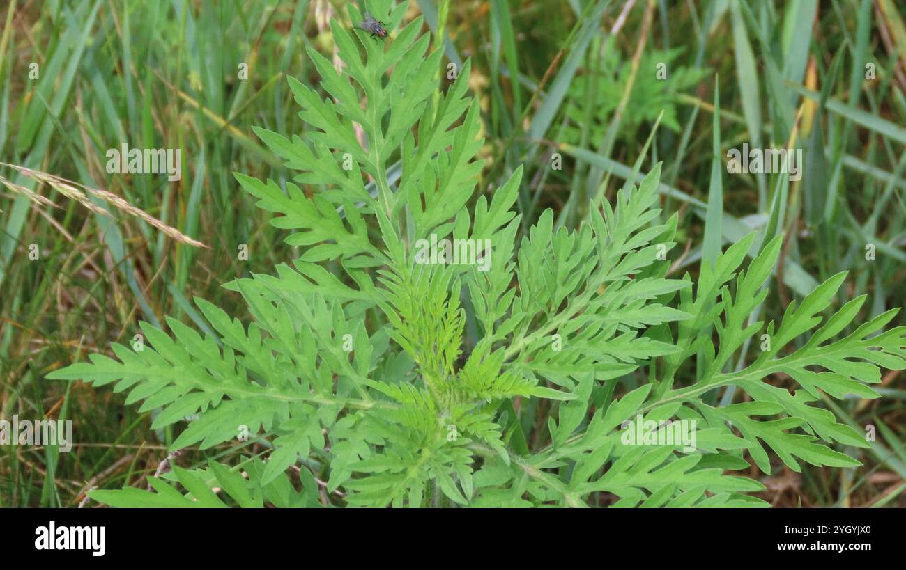 common ragweed (Ambrosia artemisiifolia Stock Photo - Alamy
