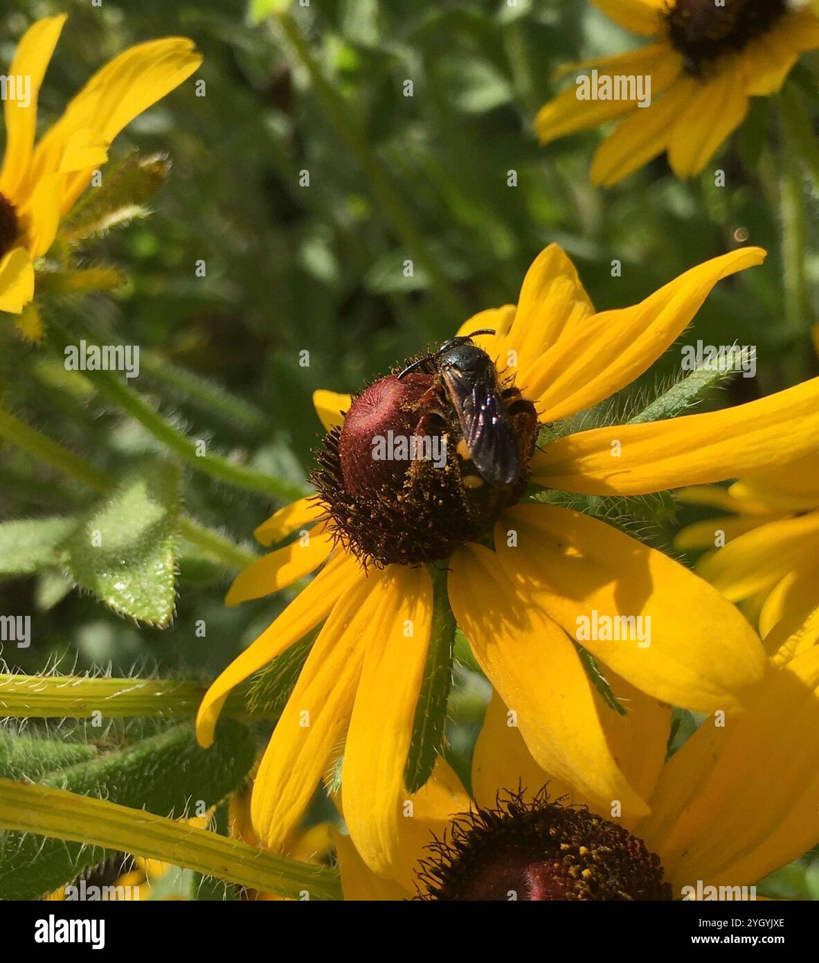 Noble Scoliid Wasp (Scolia nobilitata Stock Photo - Alamy