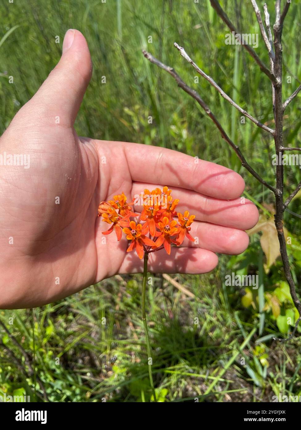 Asclepias lanceolata hi-res stock photography and images - Alamy
