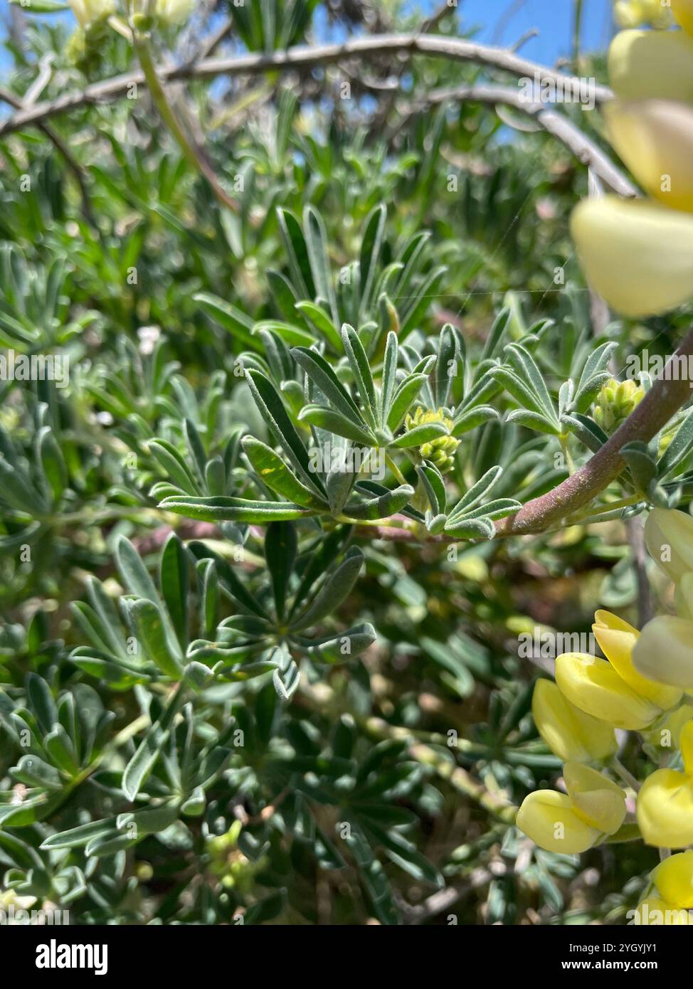 coastal bush lupine (Lupinus arboreus Stock Photo - Alamy