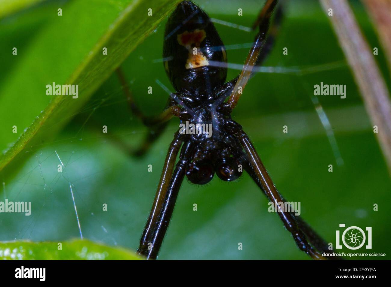 Southern Black Widow (Latrodectus mactans Stock Photo - Alamy